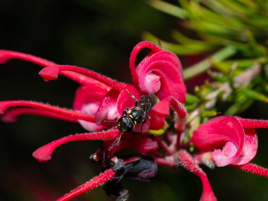 Maori Masked Bee from Christchurch including Banks Peninsula ...