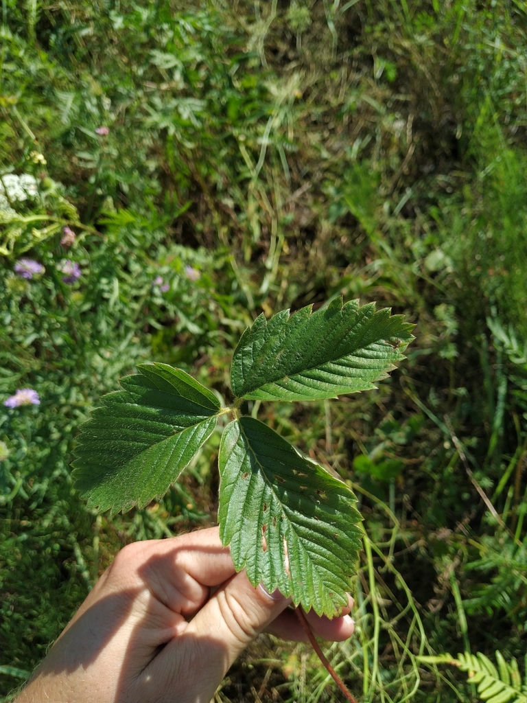 garden strawberry from БМО (Киржач - Илейкино), Киржачский р-н ...