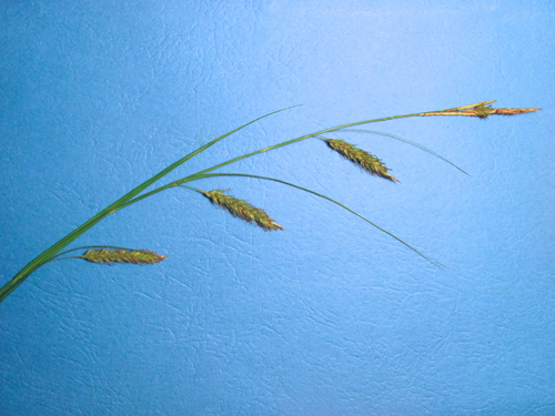 Cherokee sedge (Nash Prairie Plants List) · iNaturalist