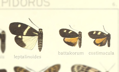 Soritia costimacula · iNaturalist