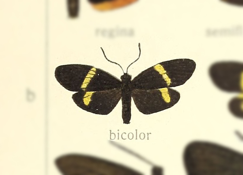 Soritia bicolor · iNaturalist