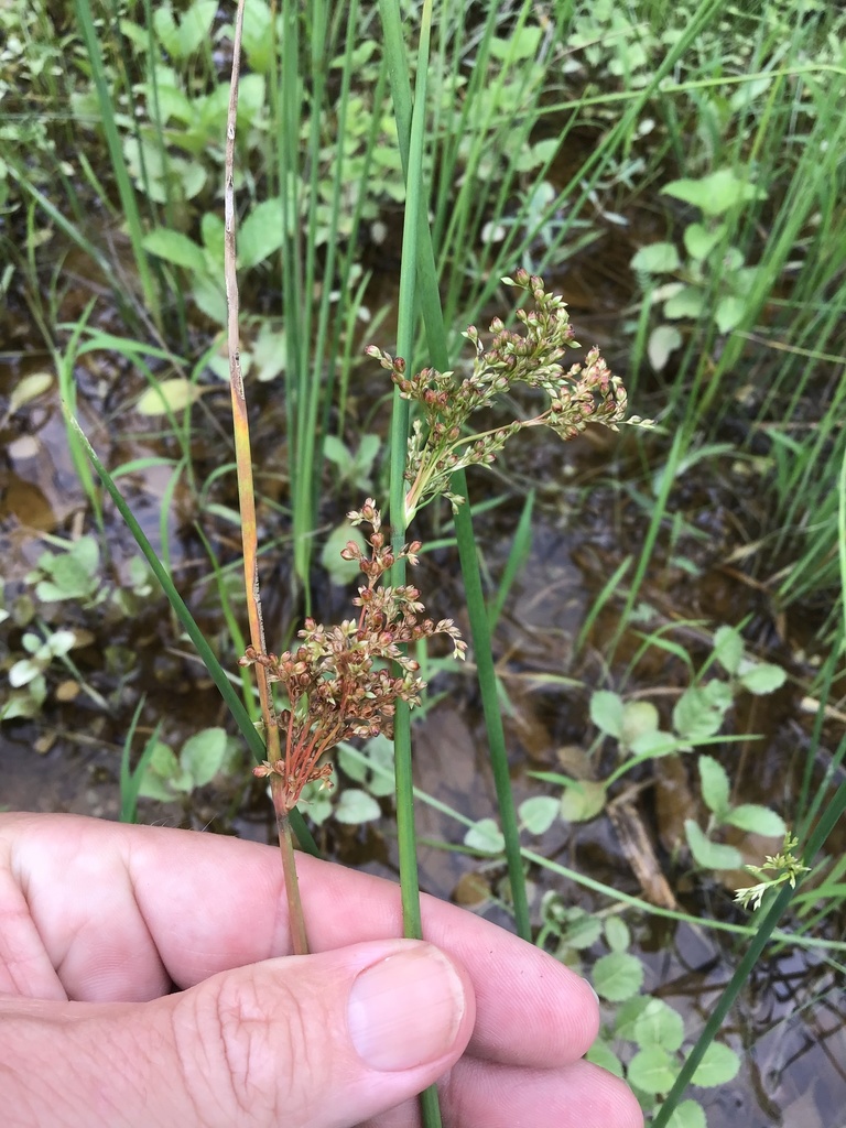 Juncus polyanthemus in November 2021 by Geoffrey Sinclair · iNaturalist