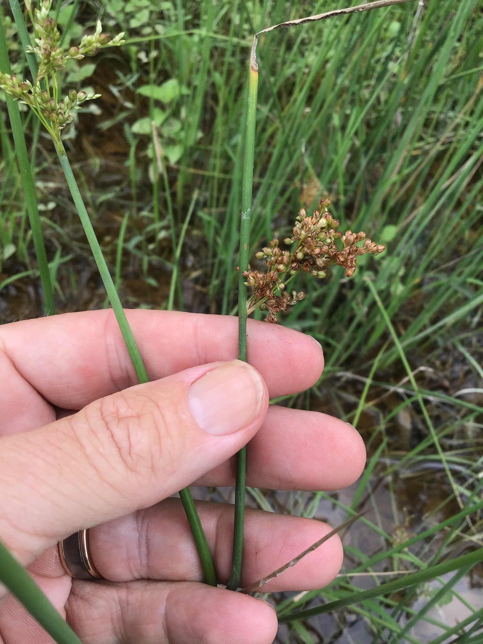 Juncus polyanthemus Buchenau