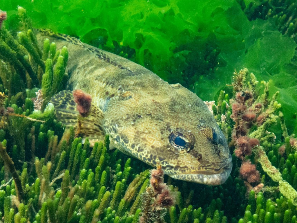 Rock Flathead (Platycephalus laevigatus) - Marine Life Identification