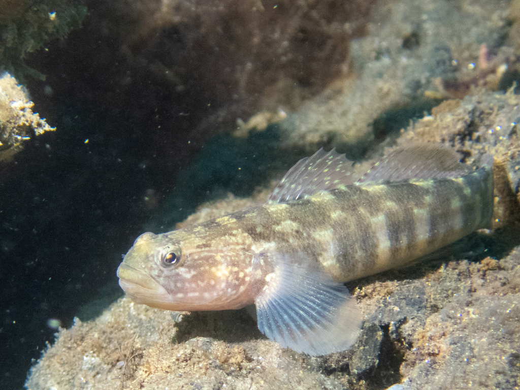 Chameleon Goby from City of Frankston, VIC, Australia on November 27 ...