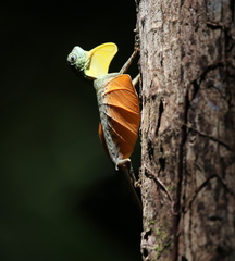 Dracos of Asia · iNaturalist