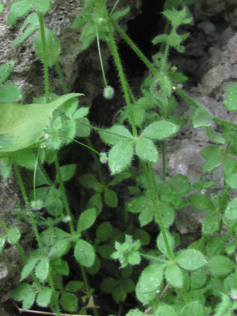 Texas bedstraw (Bastrop Dicots: A Guide to Native Dicots of Bastrop ...