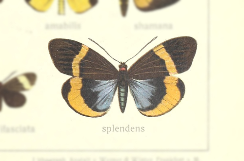Pidorus splendens · iNaturalist