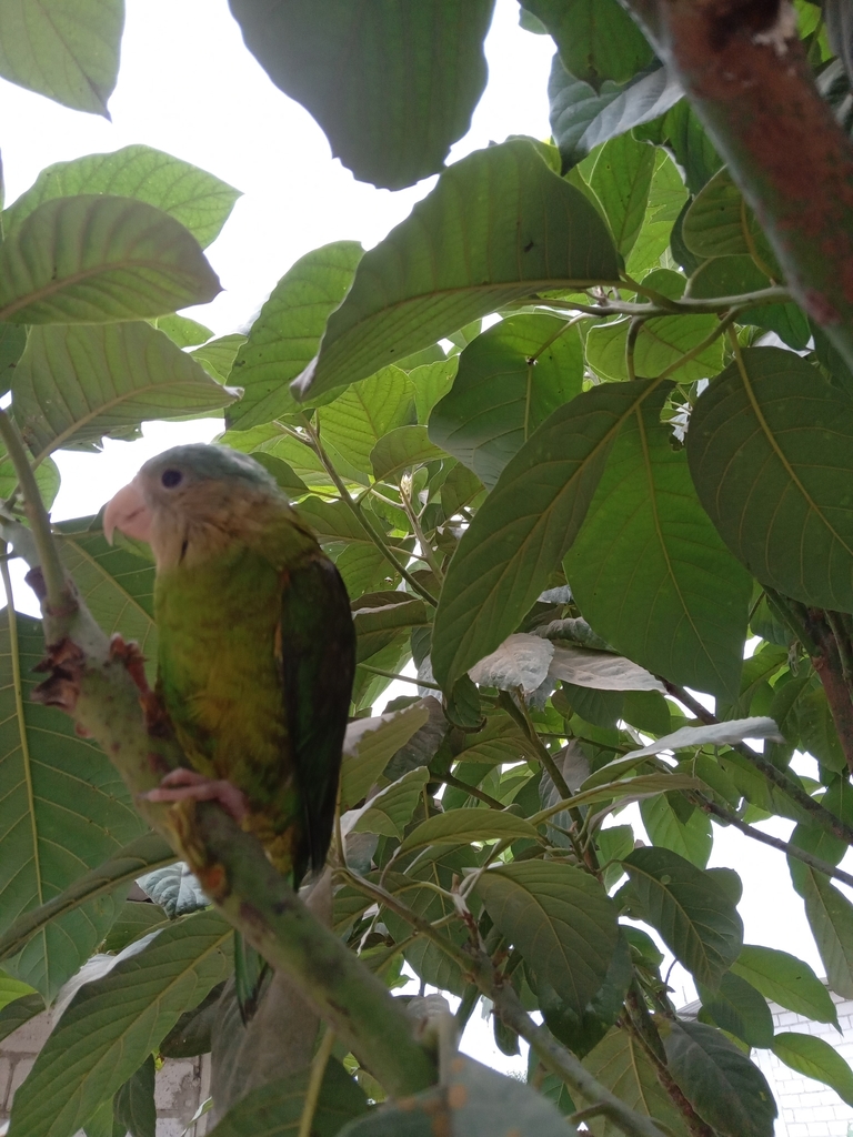 Gray-cheeked Parakeet in November 2021 by karen-vidal · iNaturalist