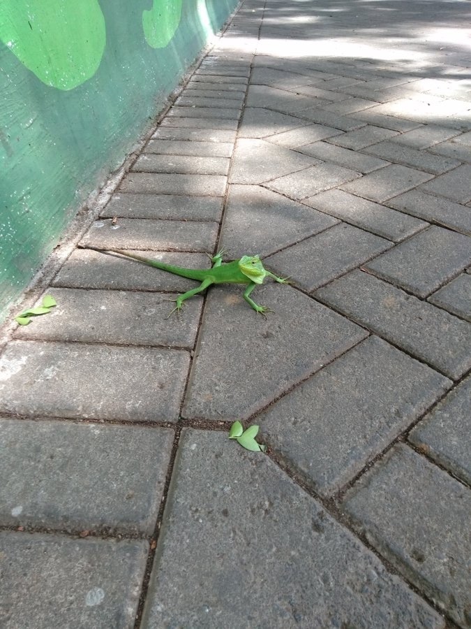 Great Crested Canopy Lizard from Java, Salatiga, Central Java, ID on ...
