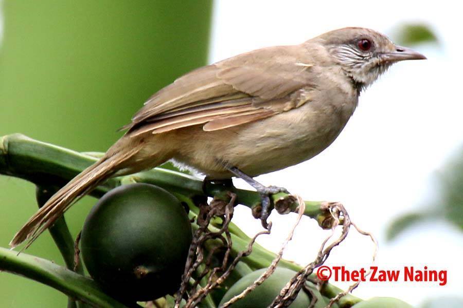 Ayeyarwady Bulbul (Birds of Myanmar (Burma)) · iNaturalist
