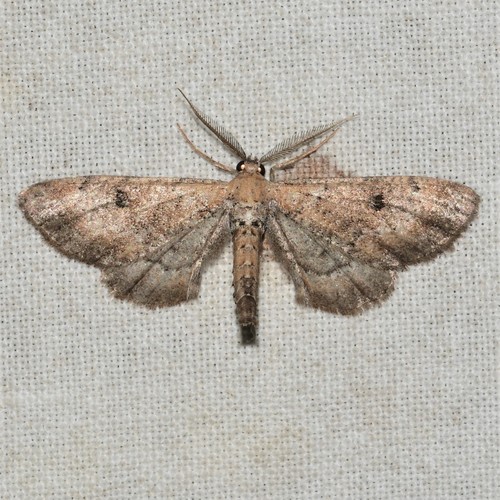 Tornos cinctarius · iNaturalist