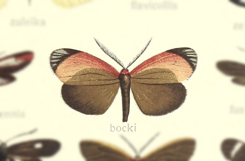 Rhodopsona bocki · iNaturalist