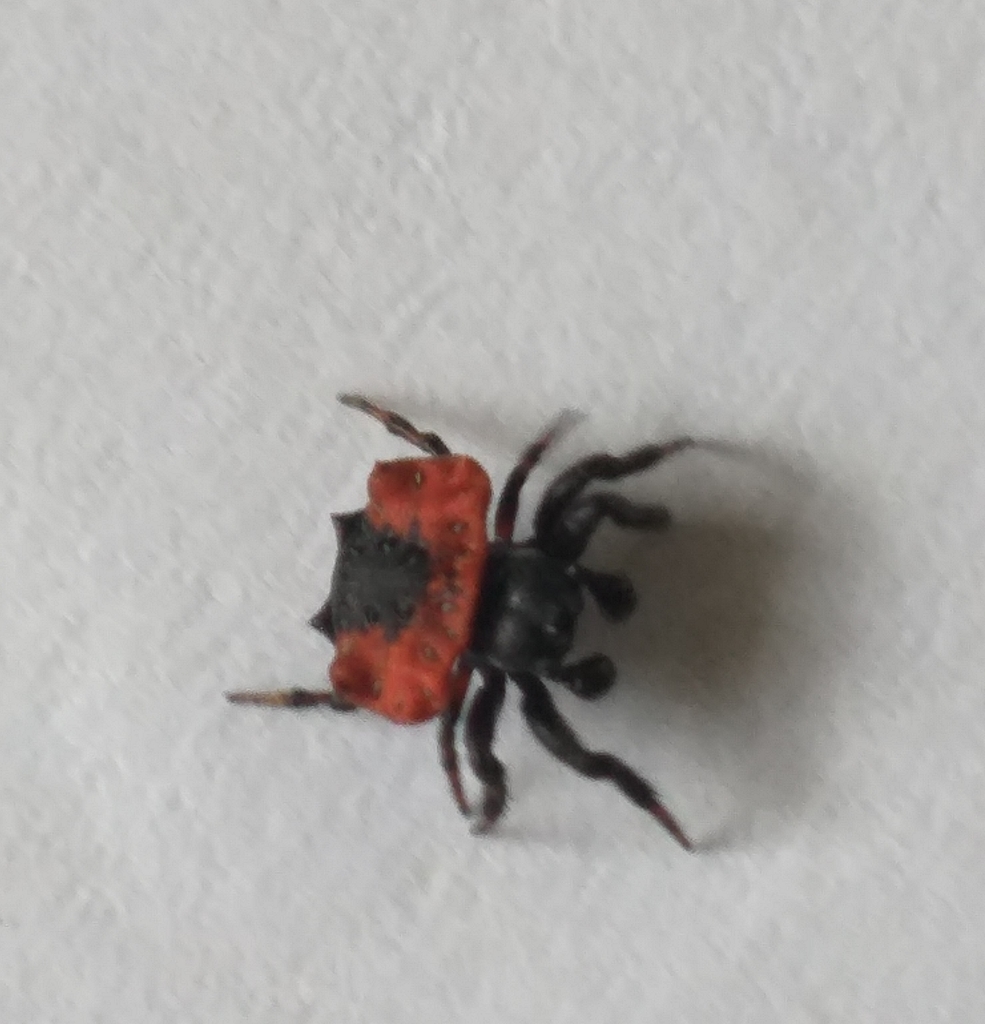 Boxkite Spiders from Mossel Bay Local Municipality, South Africa on ...