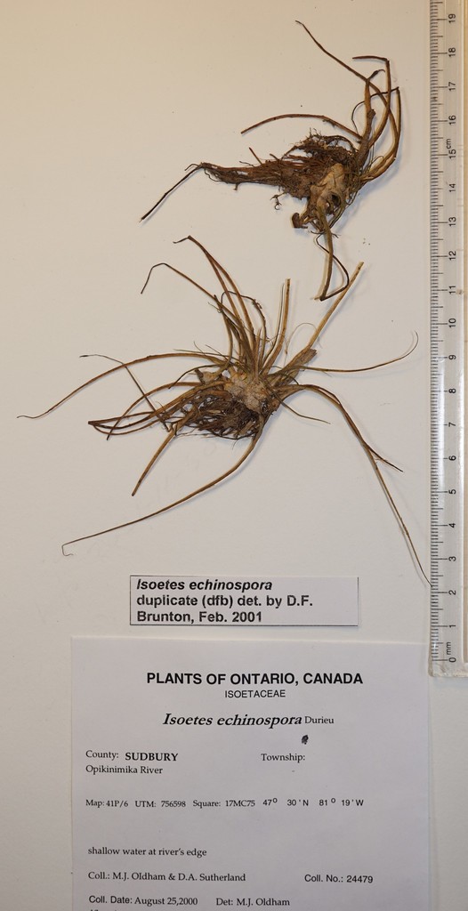 quillworts from Canada, Ontario, SUDBURY County, Opikinimika River; Lat ...