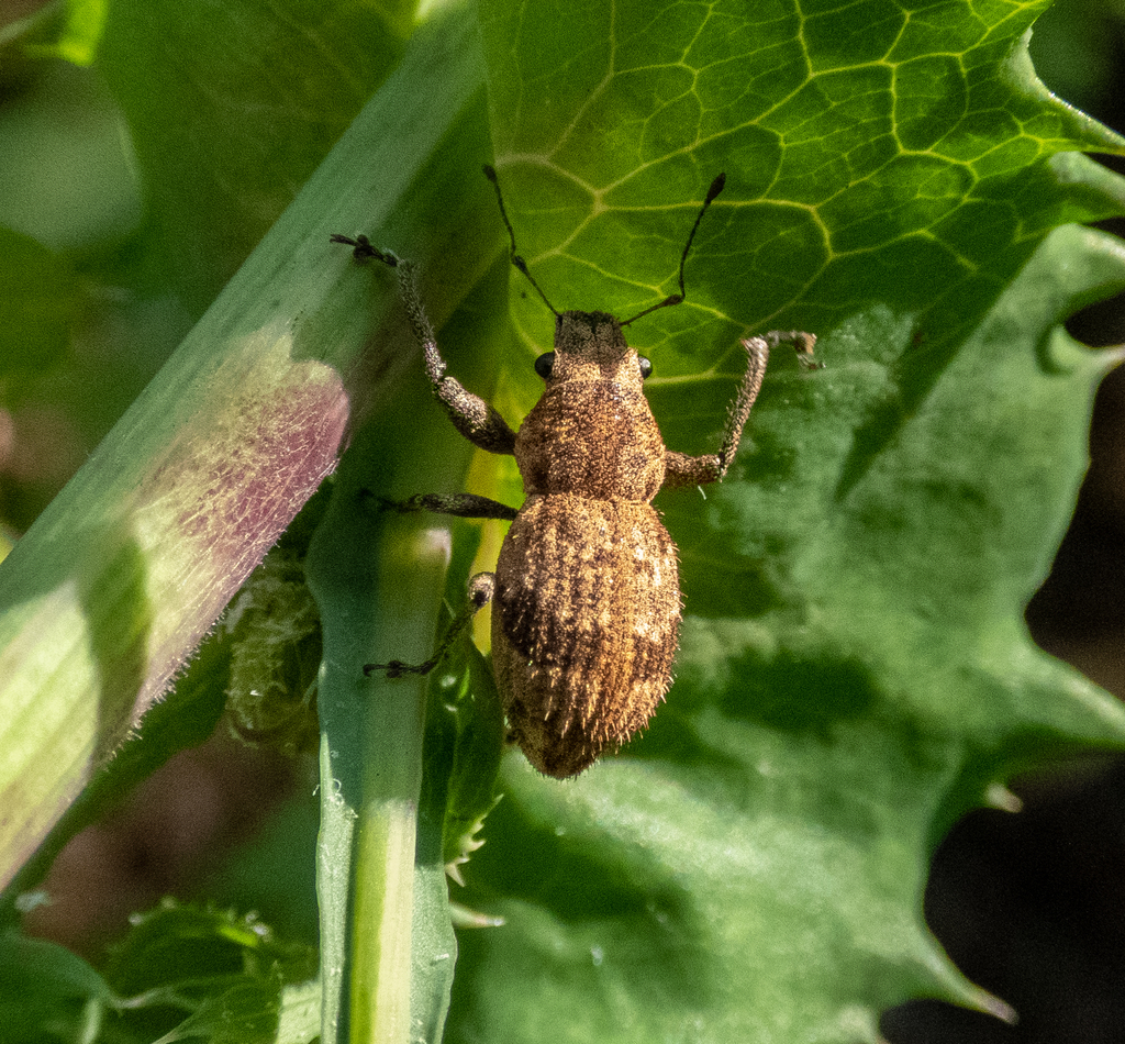 Pantomorus postfasciatus from Av. Dr. Arnaldo, 455 - Cerqueira César ...