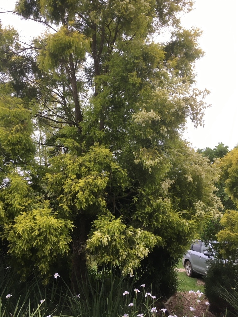 black tea-tree from Marloth Nature Reserve, Swellendam, WC, ZA on ...