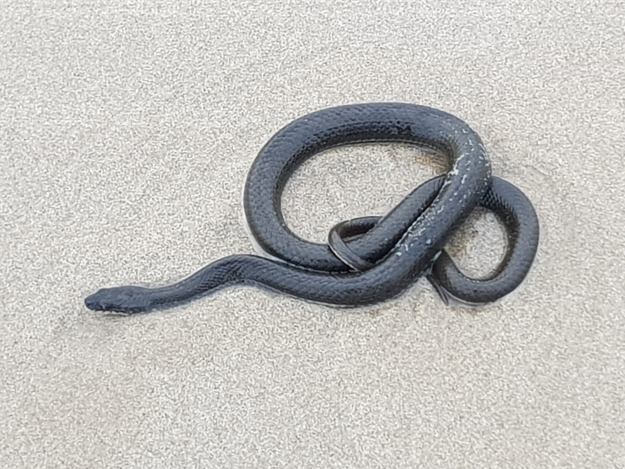 Lycodonomorphus laevissimus (Günther, 1862)