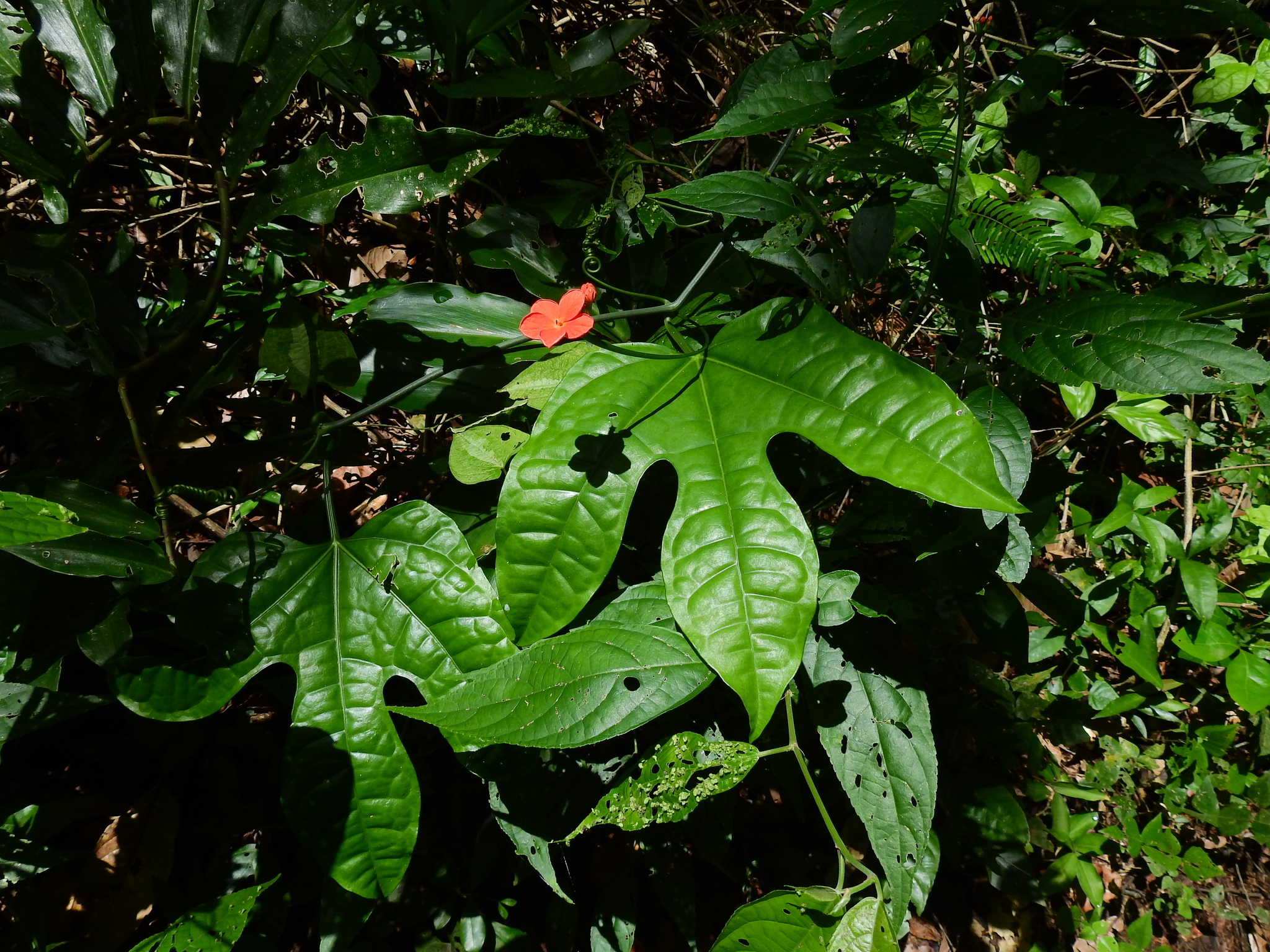 Psiguria triphylla (Miq.) C.Jeffrey