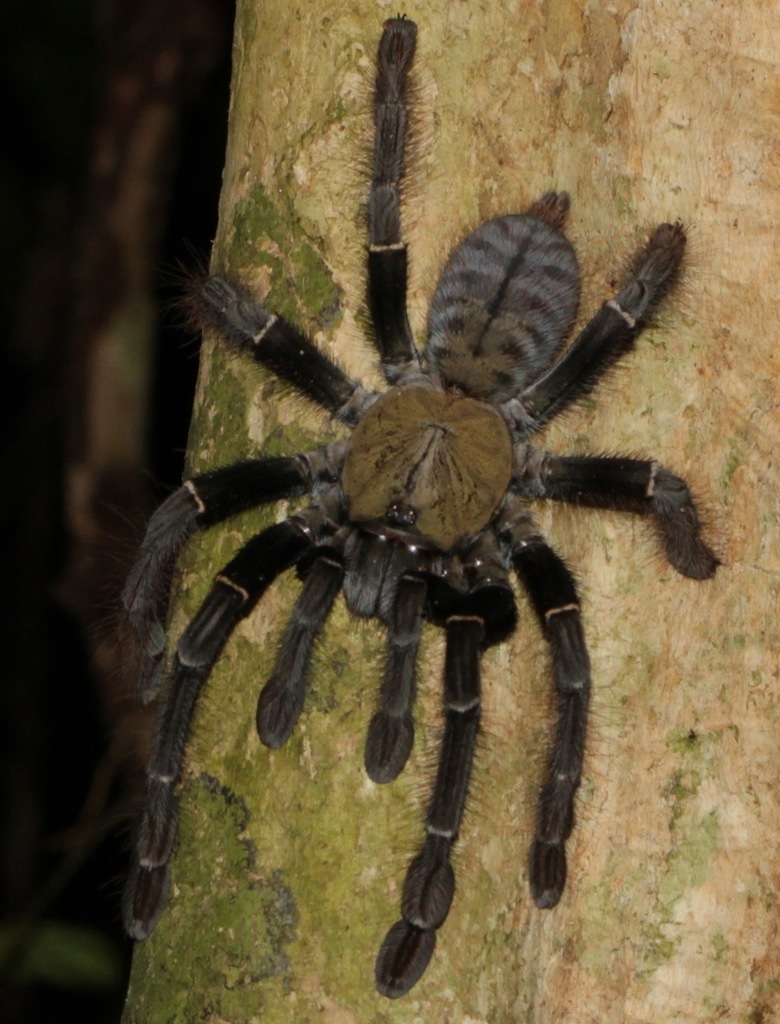 Malaysian Earth Tiger Tarantula from 27000 Kuala Tahan, Pahang ...
