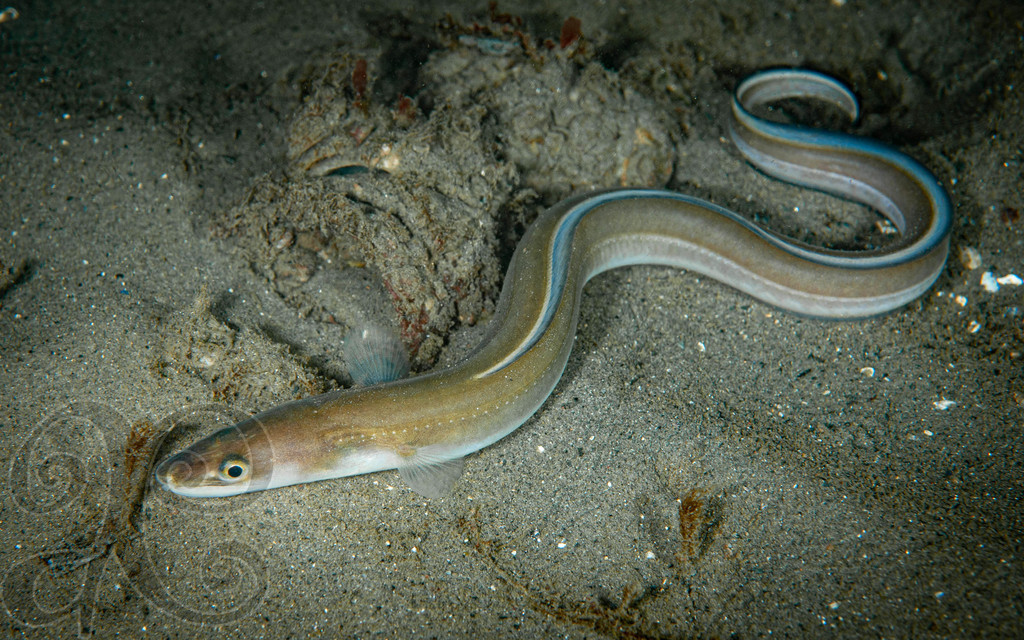 American Conger (Conger oceanicus) - Marine Life Identification