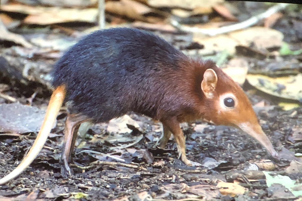 Sengis (Macroscelidea) - Know Your Mammals
