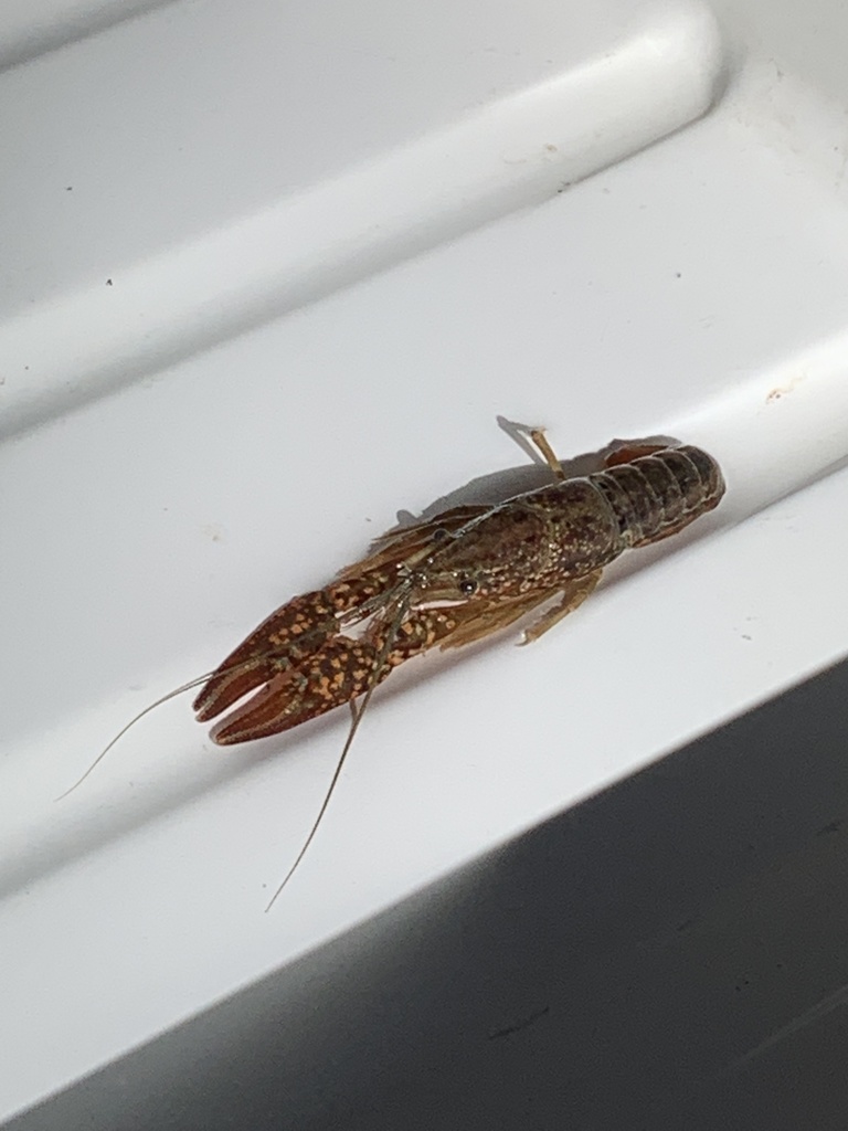 Red Swamp Crayfish from W Nolte St, Seguin, TX, US on November 15, 2021 ...