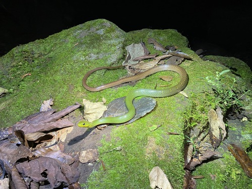 North China Green Snake (Ptyas multicincta) - Snakes and Lizards