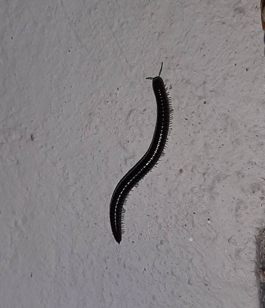 Leptoiulus from Ιωάννινα on December 1, 2021 at 07:43 PM by nikos filis ...