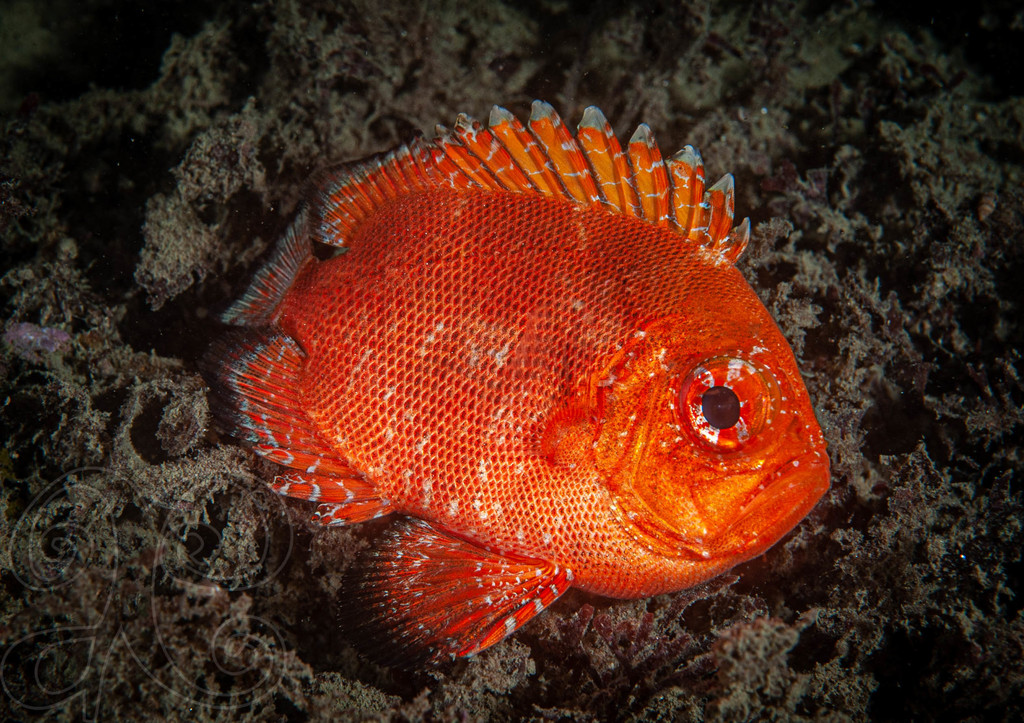 Short Bigeye from Jamestown, RI, USA on October 15, 2021 at 09:00 PM by ...