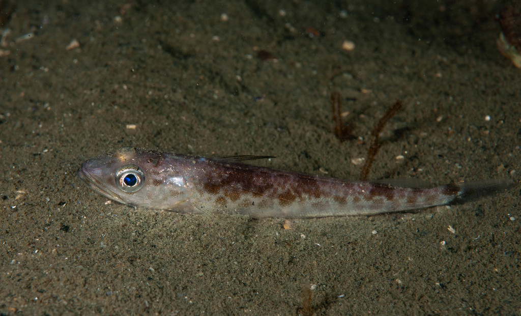 Silver Hake (Saltwater Fish of Massachusetts) · iNaturalist
