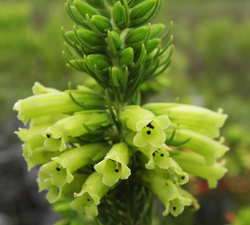 Erica onosmiflora (Plants of Rooi Els) · iNaturalist