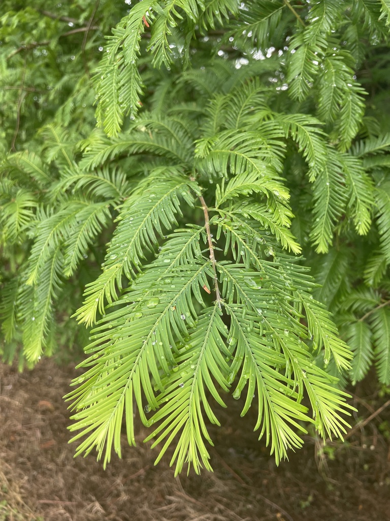 dawn redwood from Virginia Beach, VA, US on July 02, 2021 at 12:43 PM ...