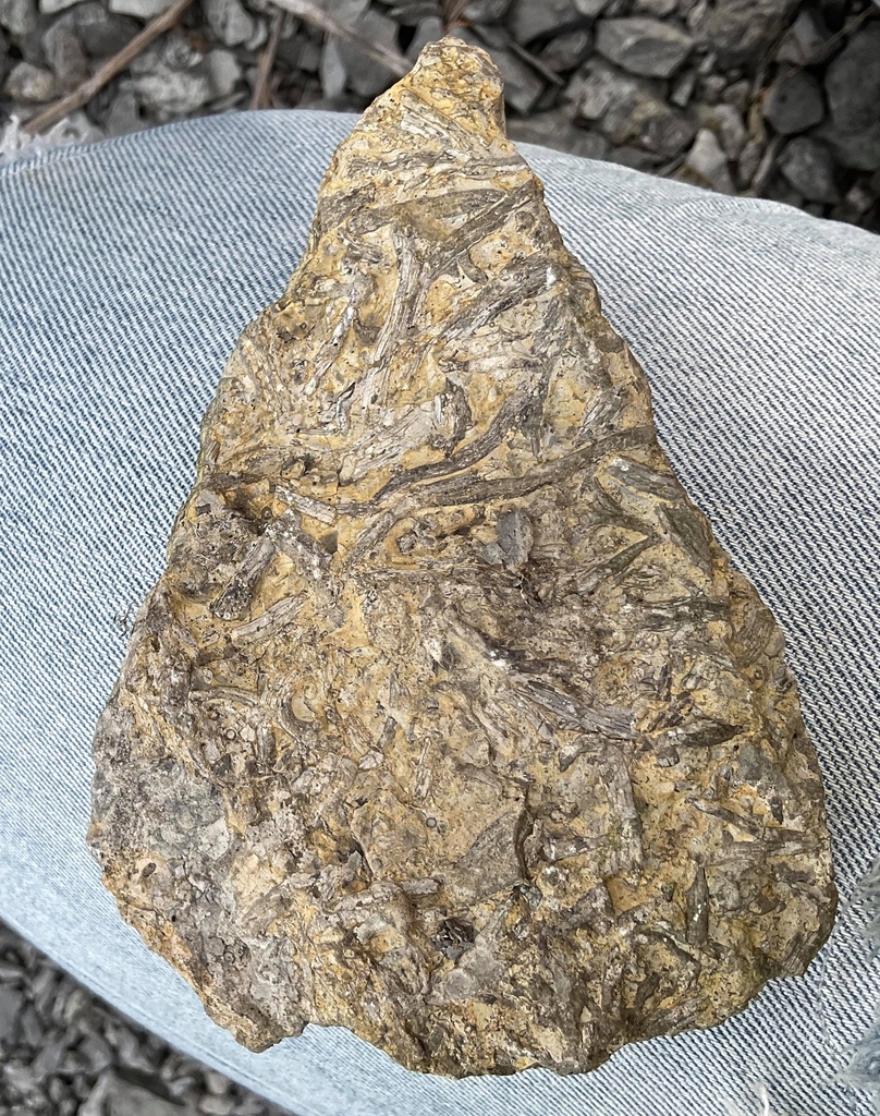 Animals in September 2021 by Cole Gaerber. *Chondrites* sediment trace ...