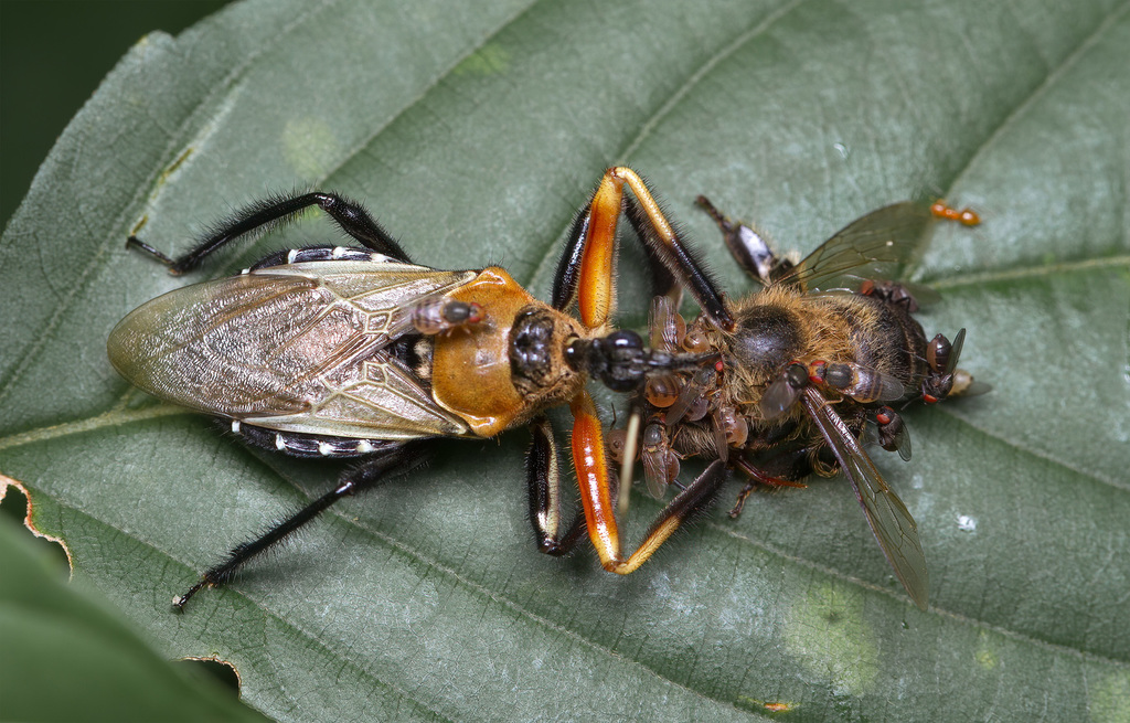 Bee Assassins from Nova Ubiratã, MT, 78888-000, Brasil on January 10 ...