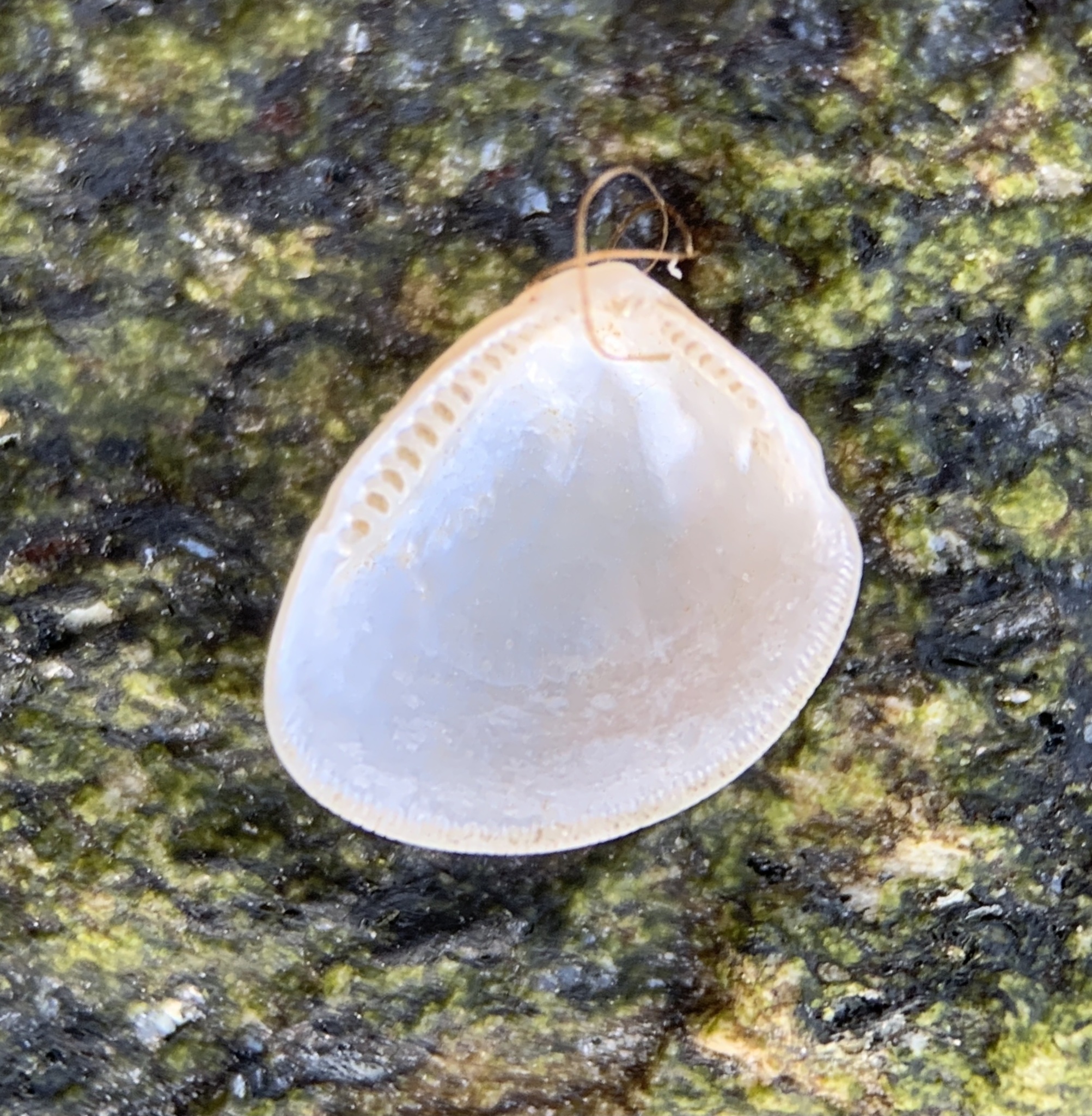 Nucula Lamarck, 1799