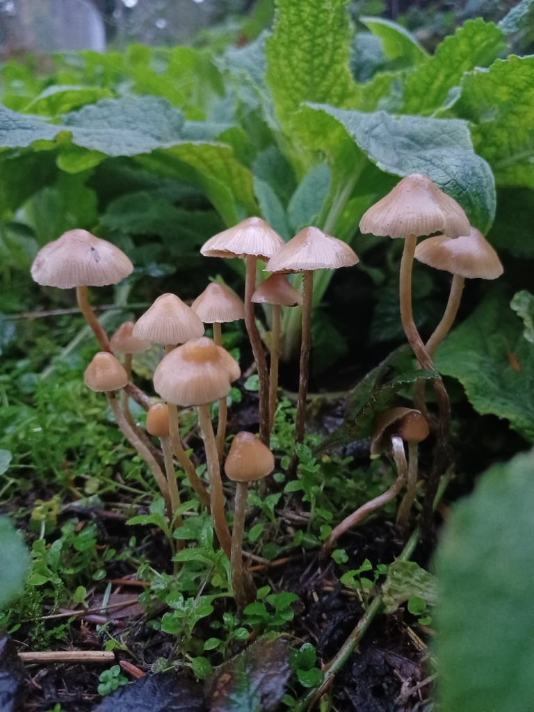 Psilocybe pelliculosa in November 2021 by traceurcameron · iNaturalist