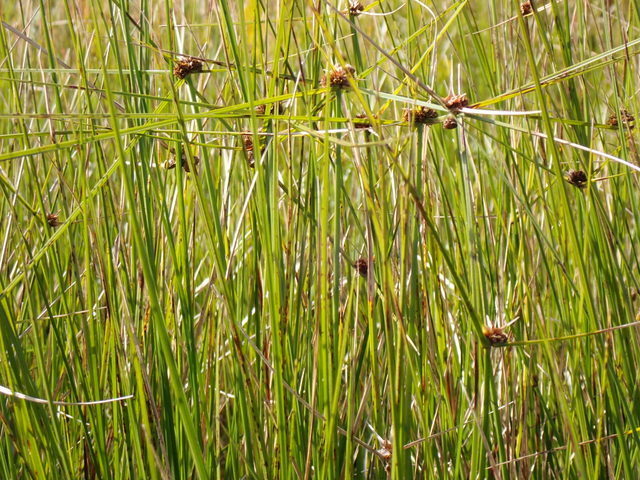 Cuban Bulrush from Jefferson County, FL, USA on December 01, 2021 at 10 ...