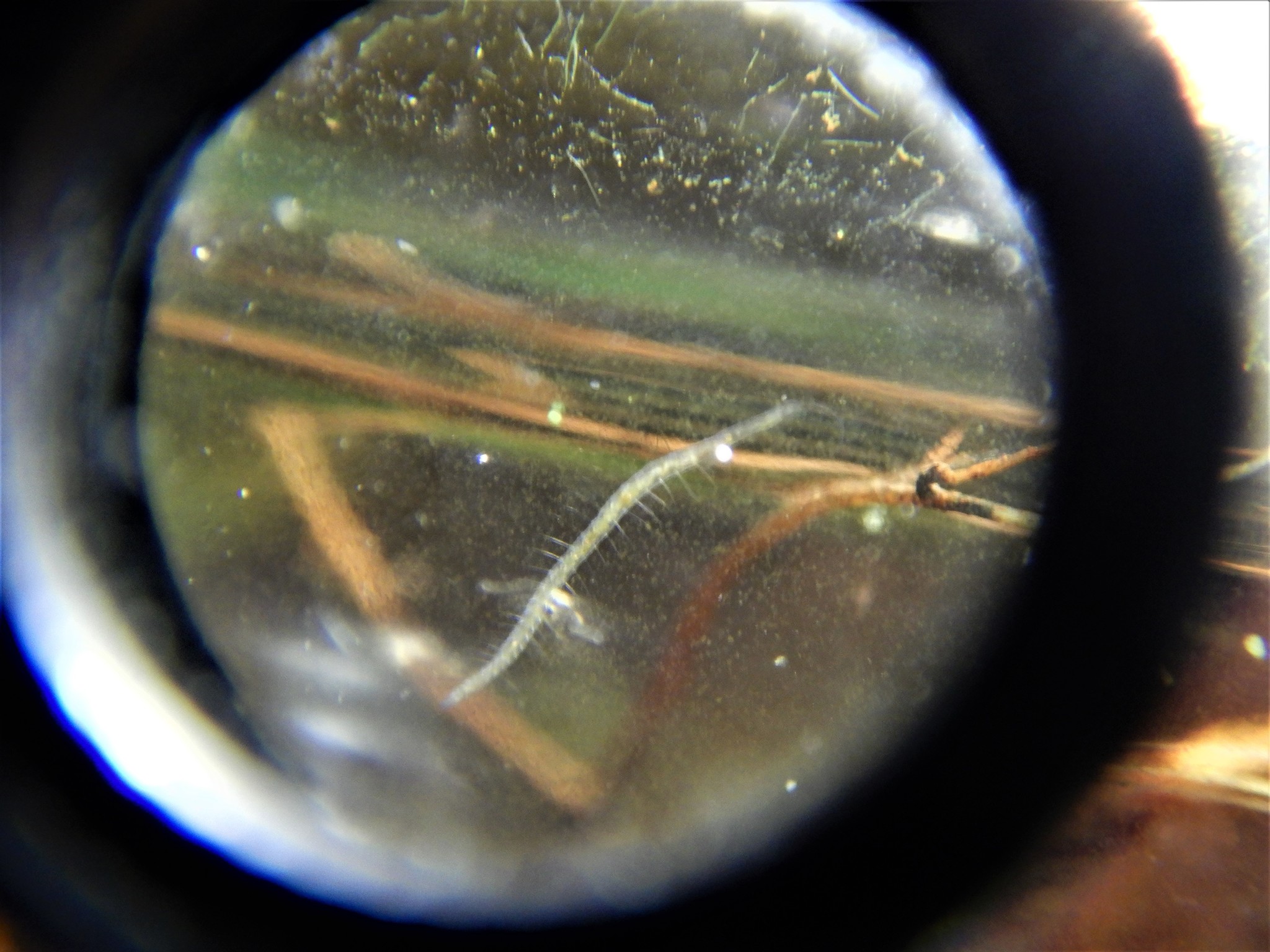 Stylaria lacustris (Linnaeus, 1758)