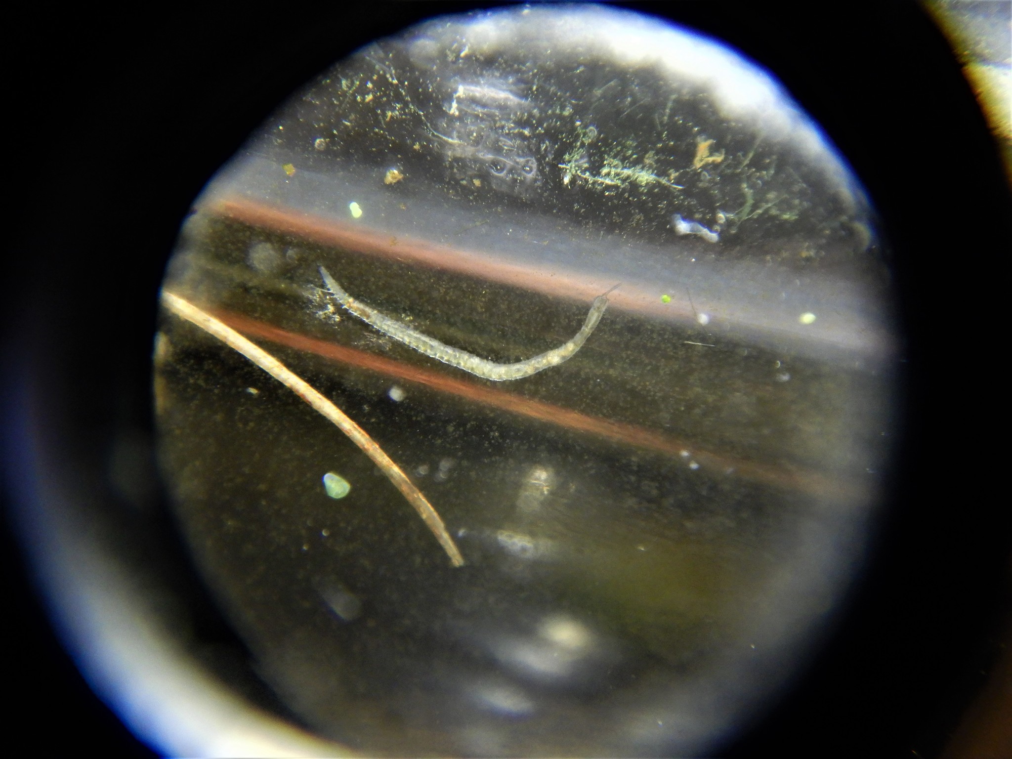 Stylaria lacustris (Linnaeus, 1758)