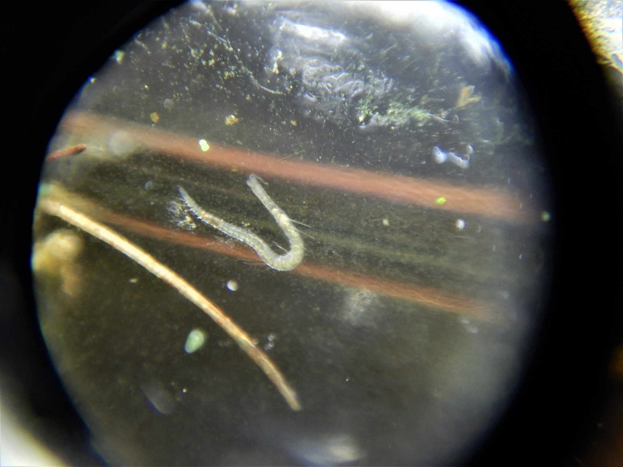 Stylaria lacustris (Linnaeus, 1758)