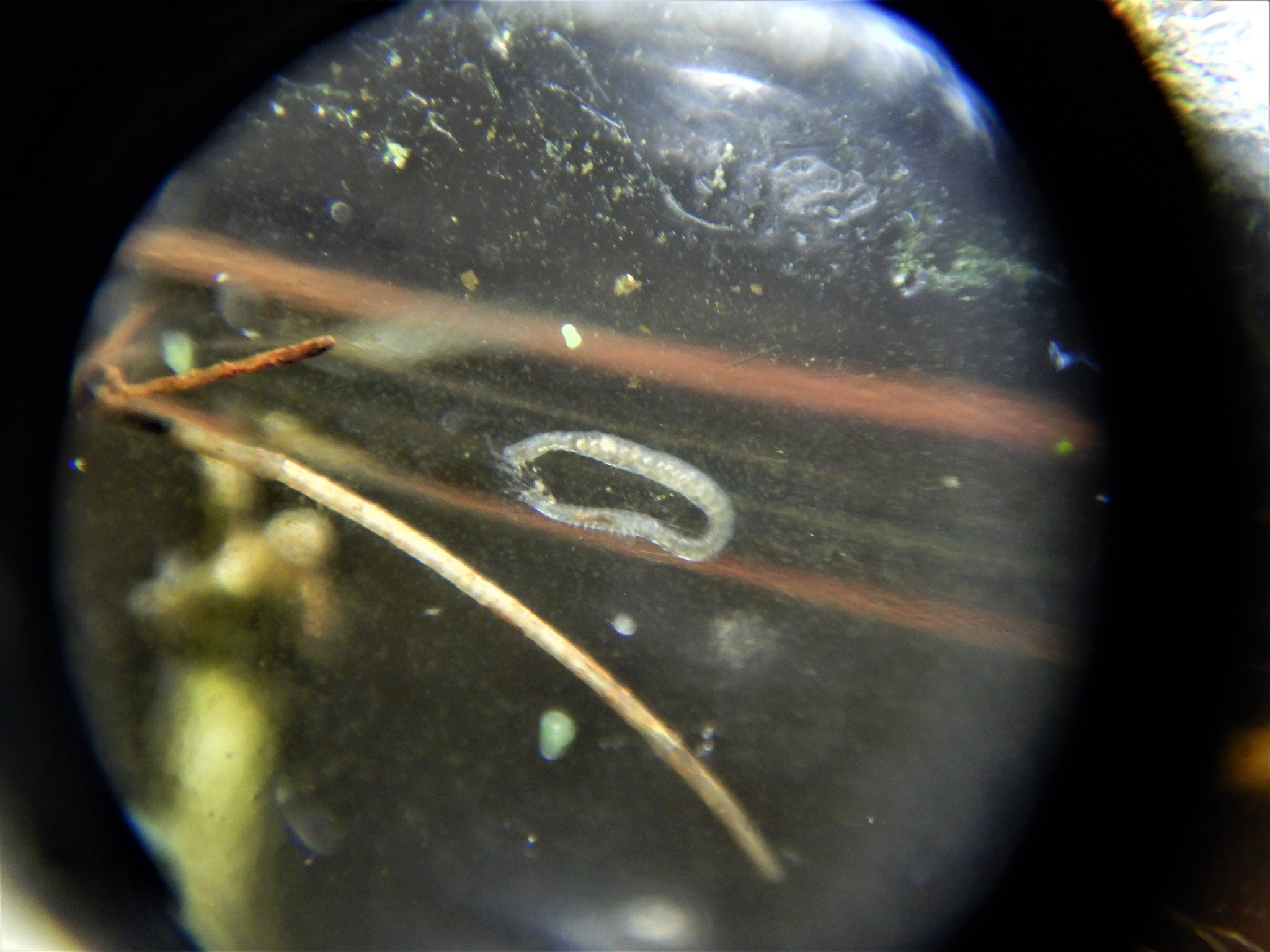 Stylaria lacustris (Linnaeus, 1758)