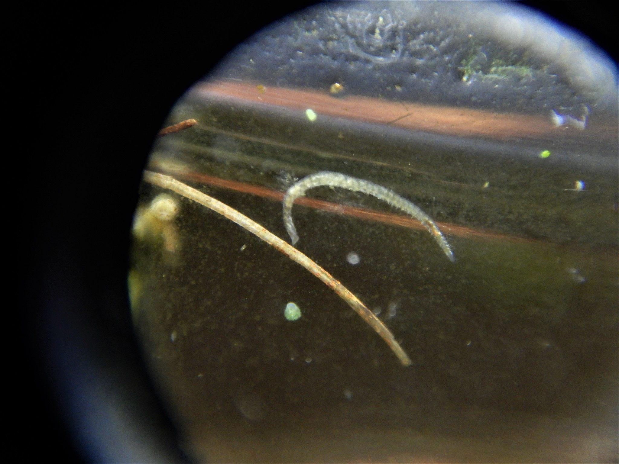 Stylaria lacustris (Linnaeus, 1758)