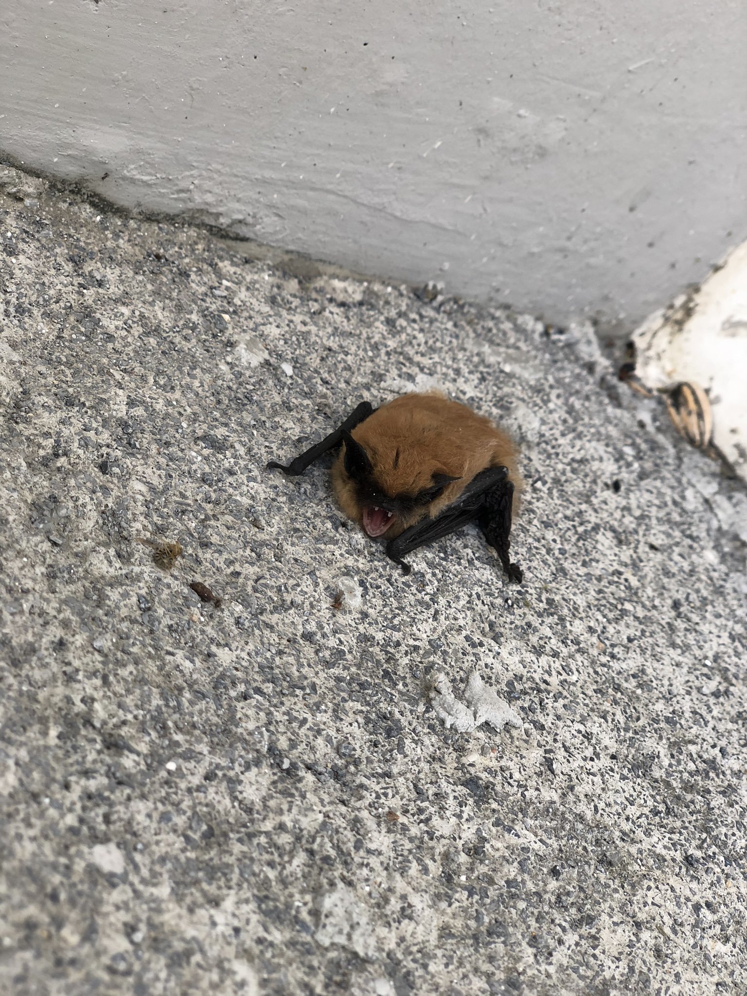 Myotis californicus (Audubon & Bachman, 1842)