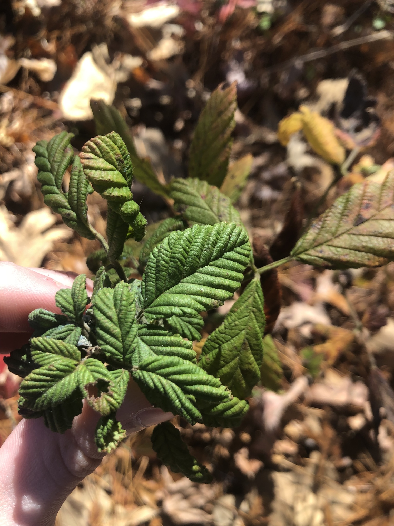 Rubus argutus Link