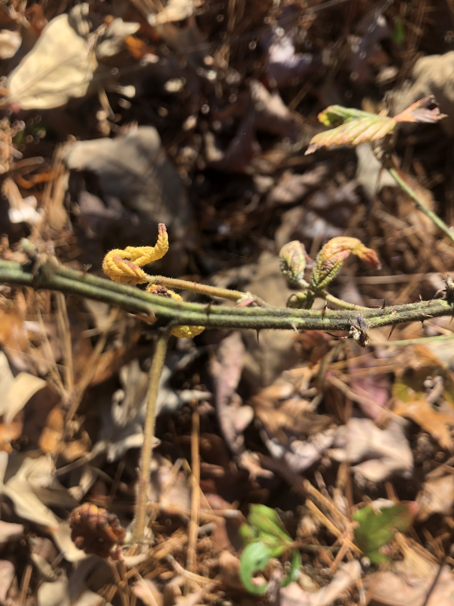 Rubus argutus Link