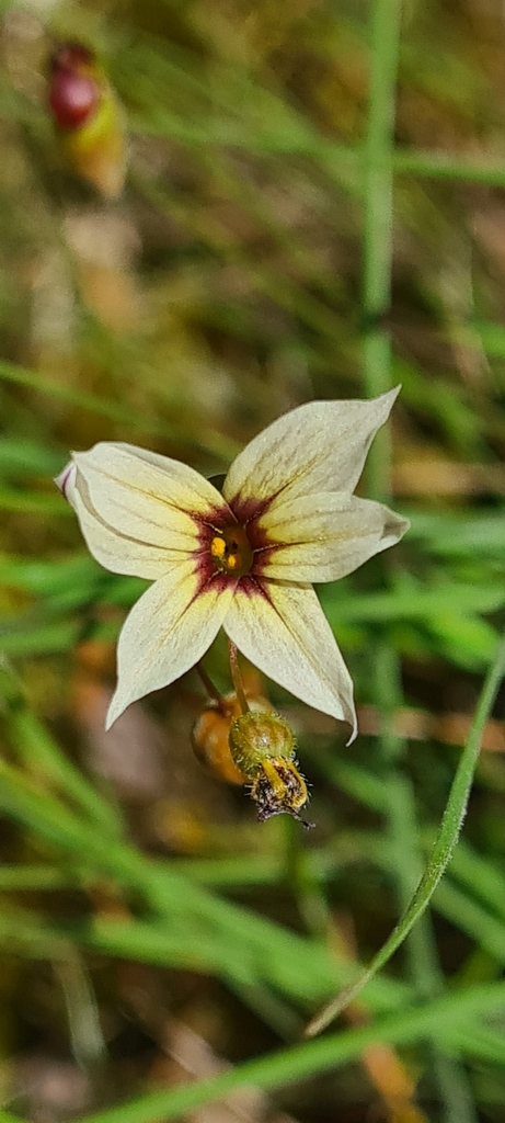 Blue Pigroot from Belgrave South VIC 3160, Australia on December 02 ...