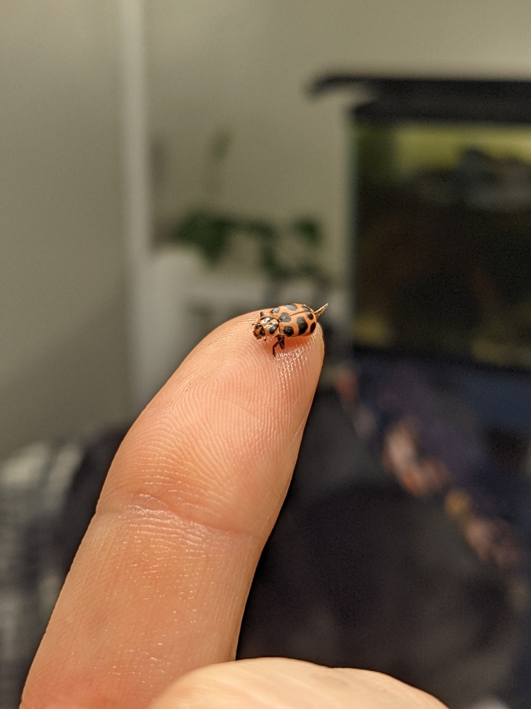 Spotted Pink Lady Beetle from Missouri Township, MO, USA on December 1 ...