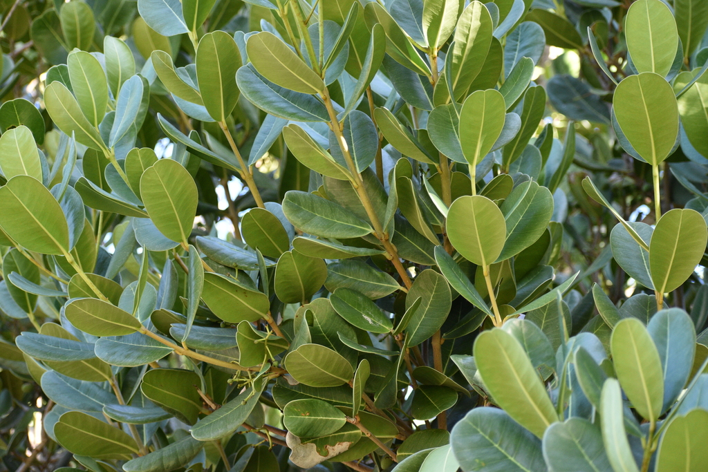 Madagascar Olive from Hamilton Parish, Bermuda on November 30, 2021 at ...