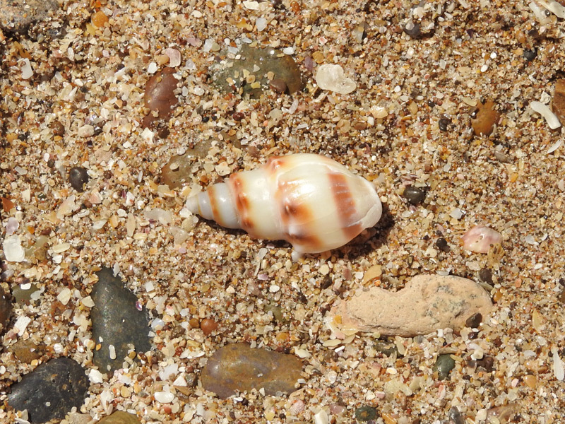 Buccinanops d'Orbigny, 1841